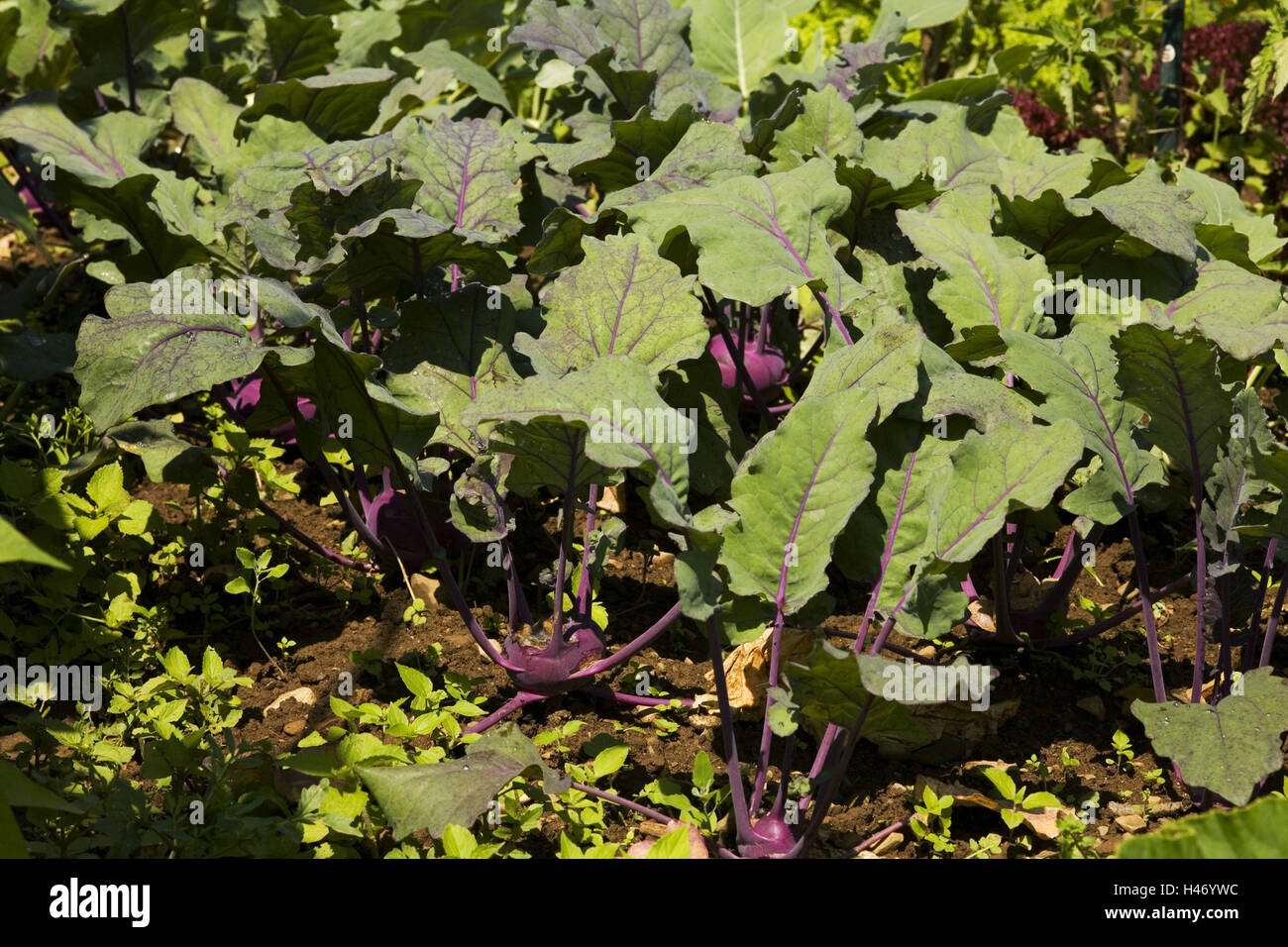 Kohlrabi in the vegetable garden Stock Photo - Alamy