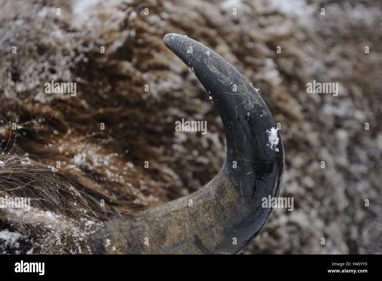 Bison horn hi-res stock photography and images - Alamy