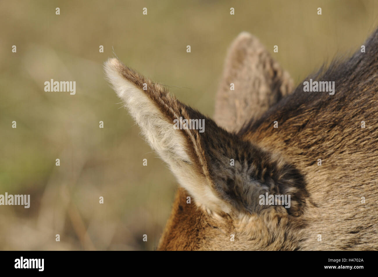 Red deer, ears, detail Stock Photo - Alamy