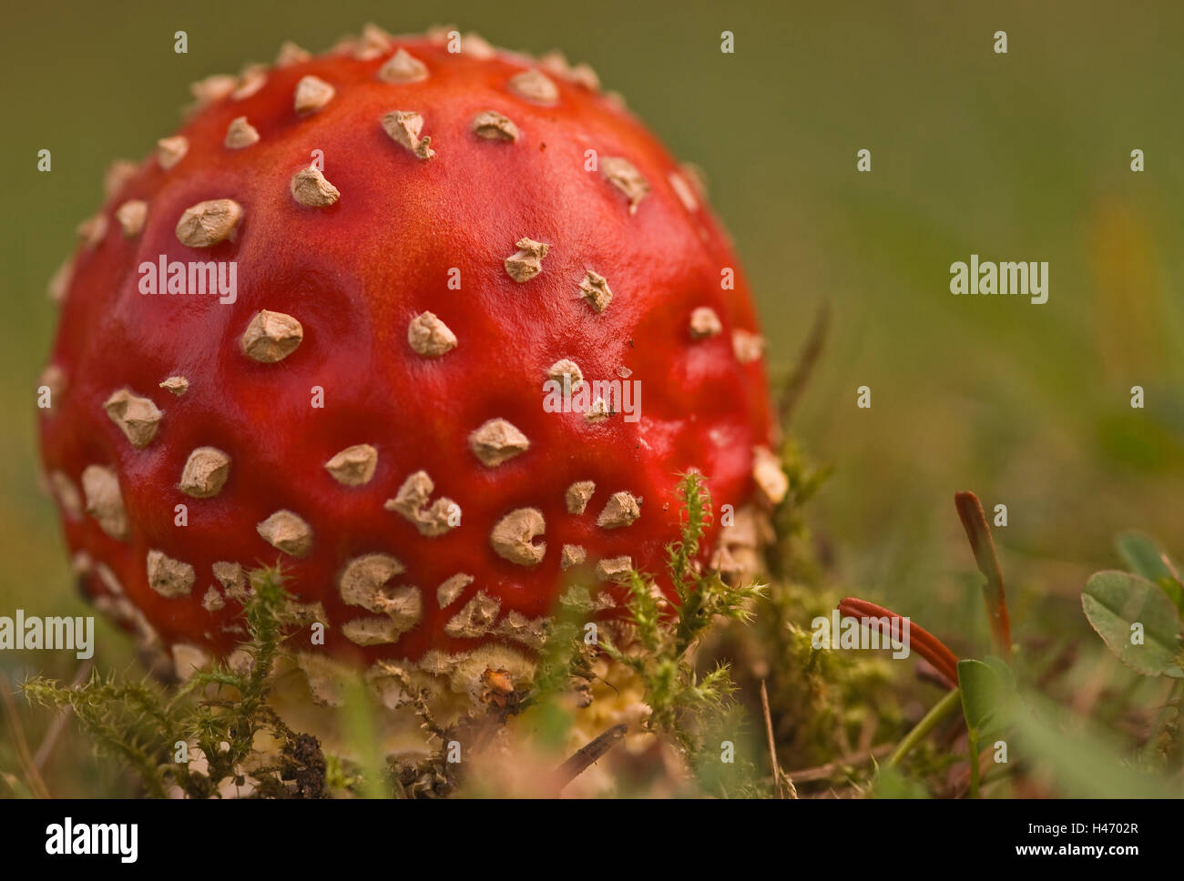 Toadstool village hi-res stock photography and images - Alamy