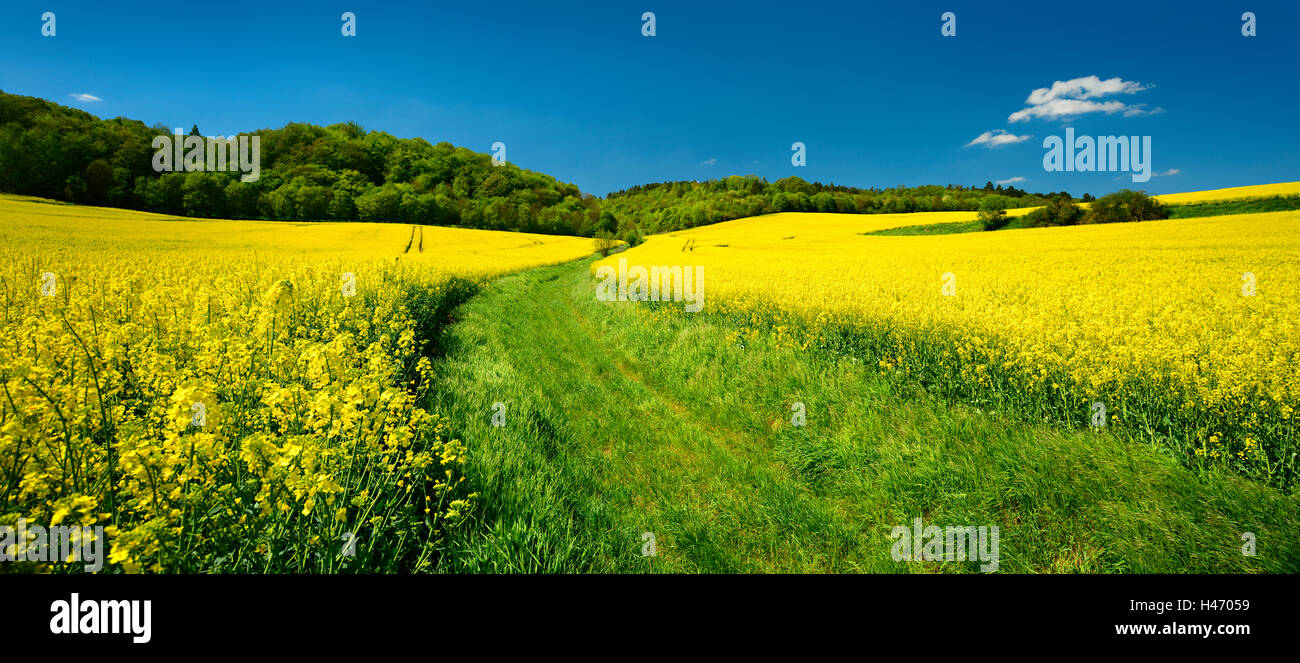 Landscape with rapeseed fields Stock Photo - Alamy