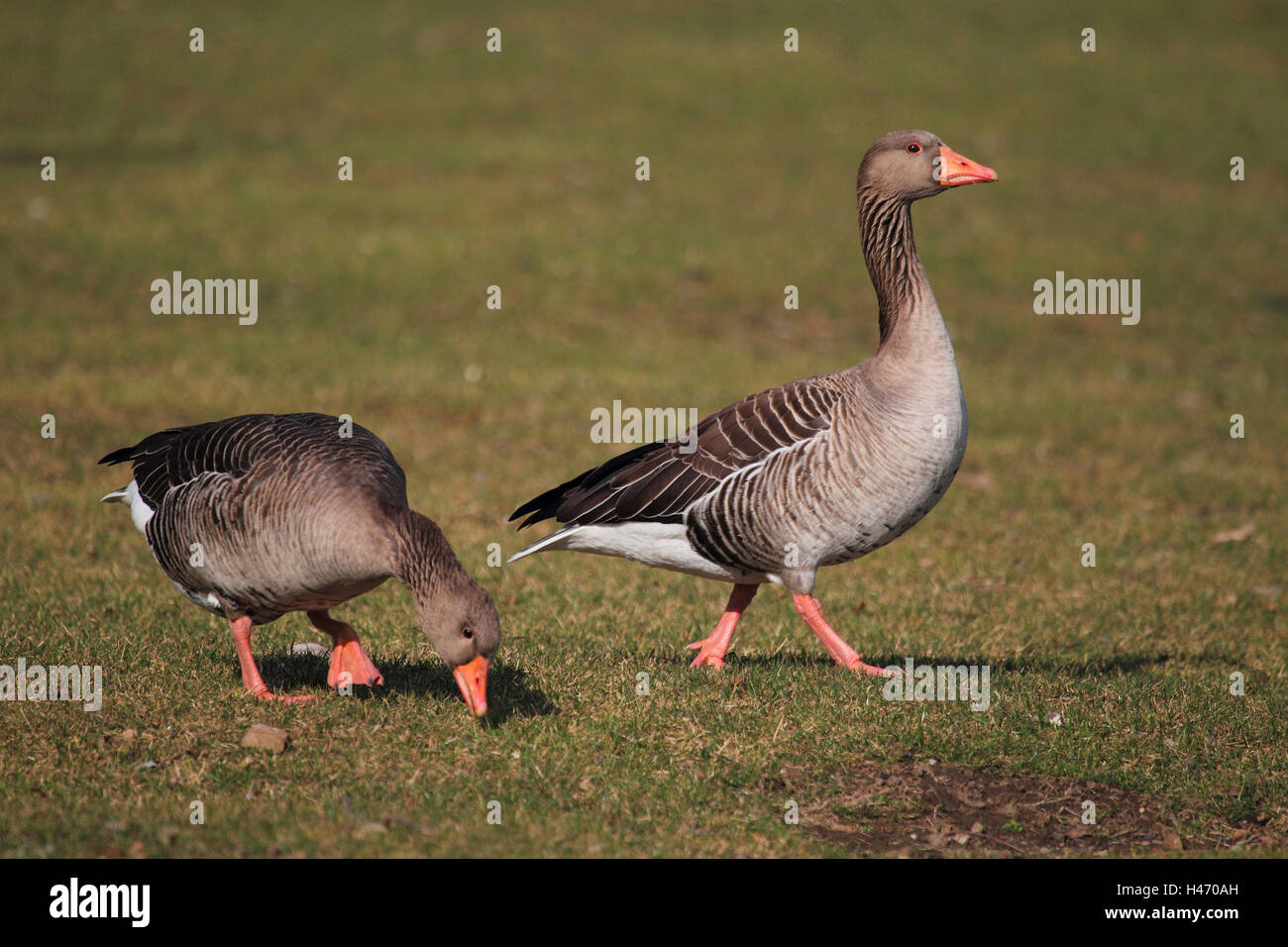 Animal goose hi-res stock photography and images - Alamy
