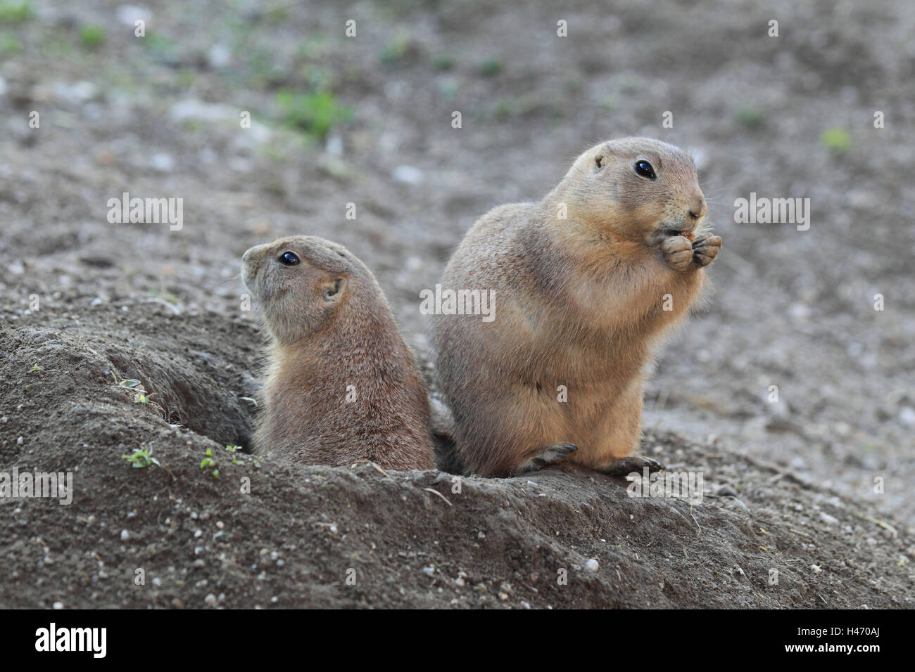 Black tail prairie dogs Stock Photo - Alamy