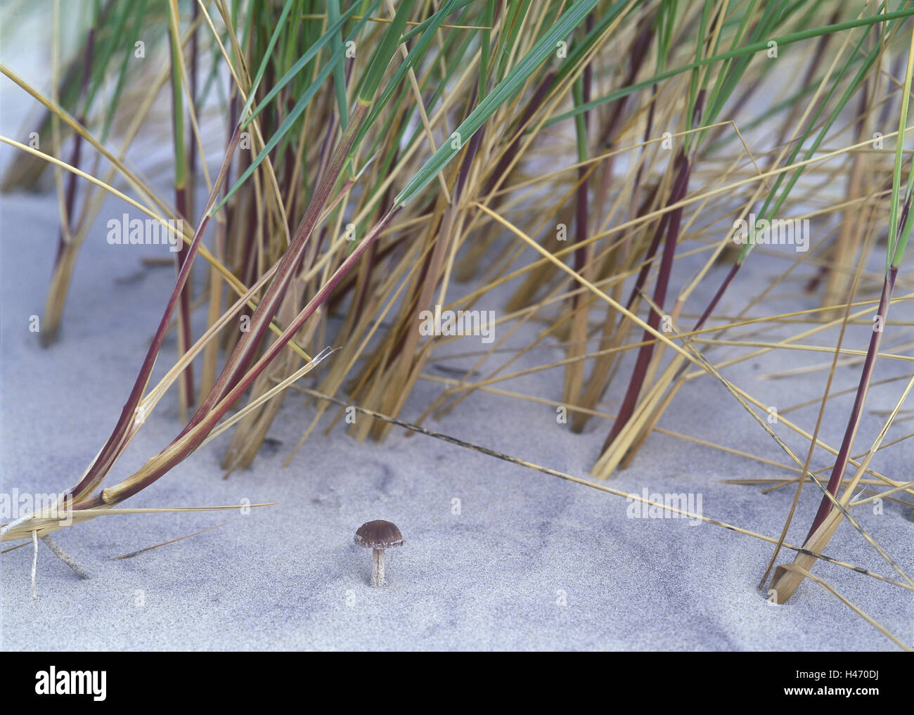 Usual beach oat, Ammophila arenaria, fungus, funguses spec., Sand dune ...