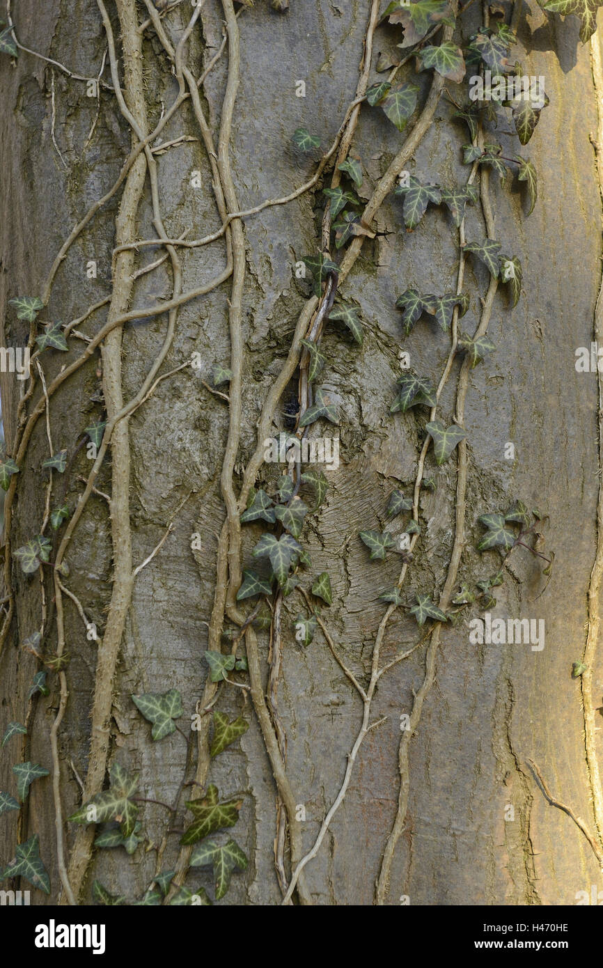 Ivy, Hedera helix, trunk, creeping Stock Photo - Alamy