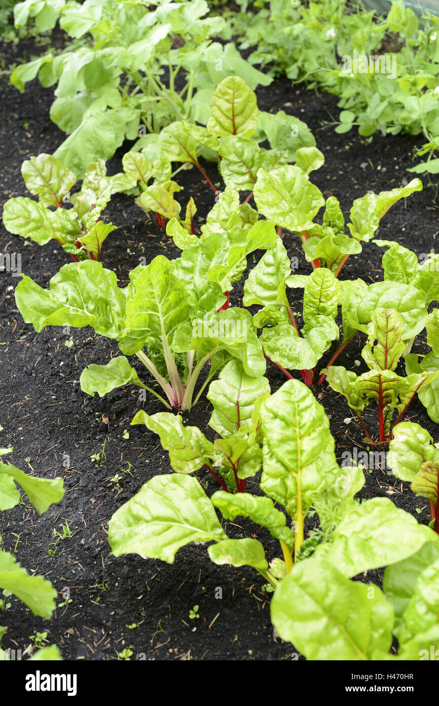 Beta vulgaris subsp vulgaris hi-res stock photography and images - Alamy
