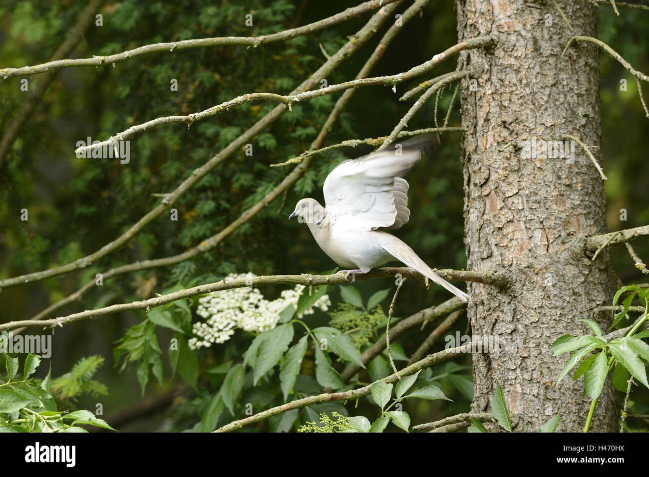 Eurasian collared dove, Streptopelia decaocto, branch, side view ...