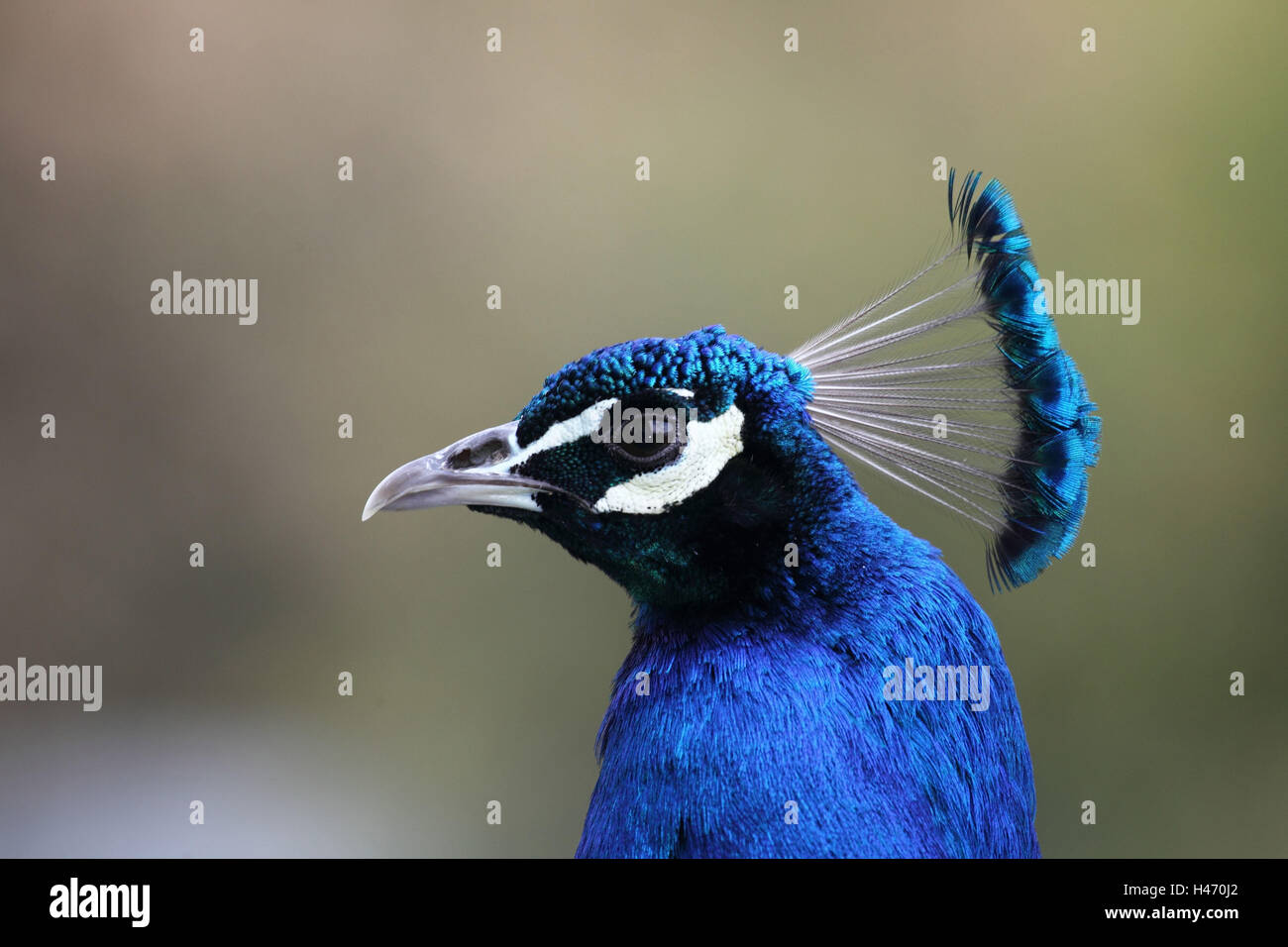 Peacock, portrait, side view Stock Photo - Alamy