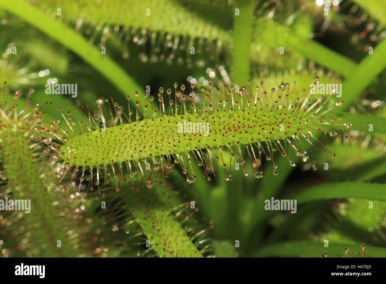 Sundew plant hi-res stock photography and images - Alamy