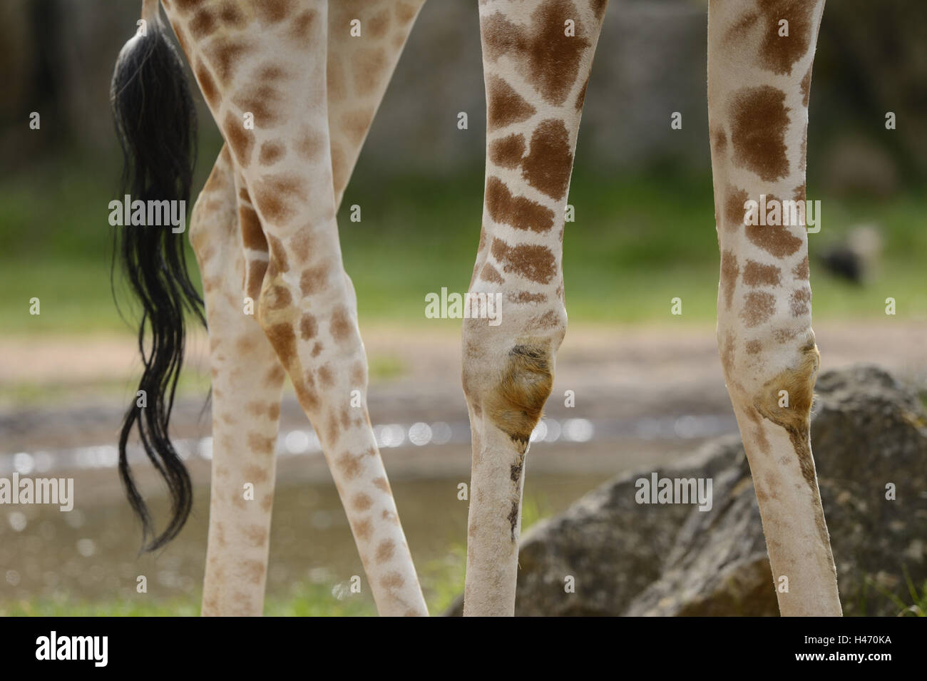 Giraffe feet hi-res stock photography and images - Alamy