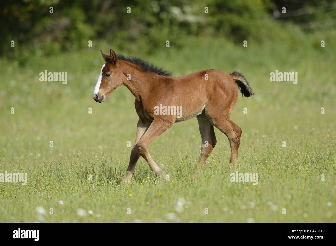 Horse, foal, meadow, side view, running Stock Photo - Alamy