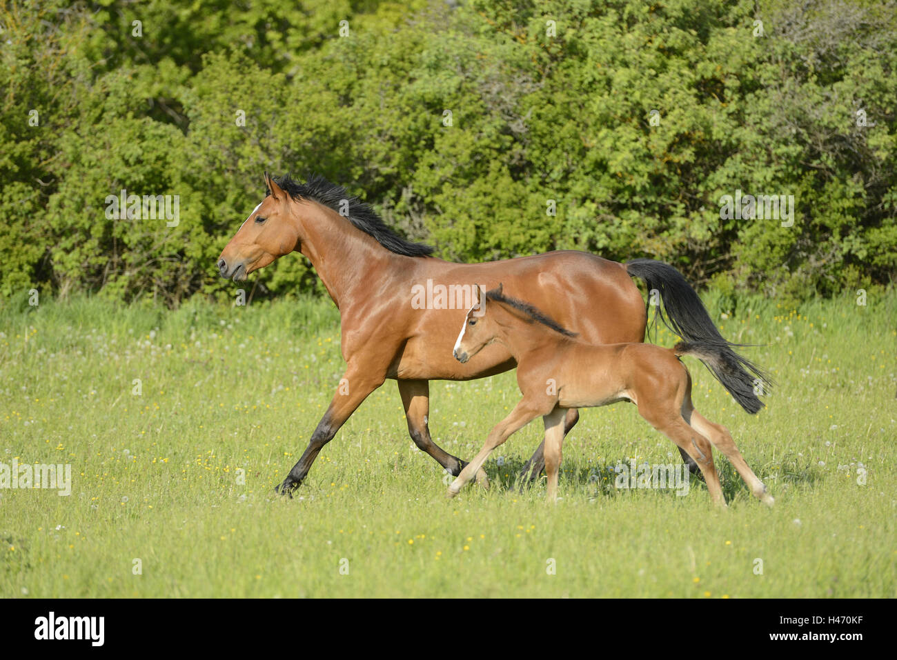 Horse, foal, meadow, side view, running, landscape Stock Photo - Alamy