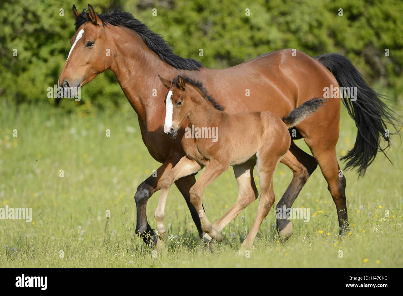 Horse, foal, meadow, side view, running Stock Photo - Alamy