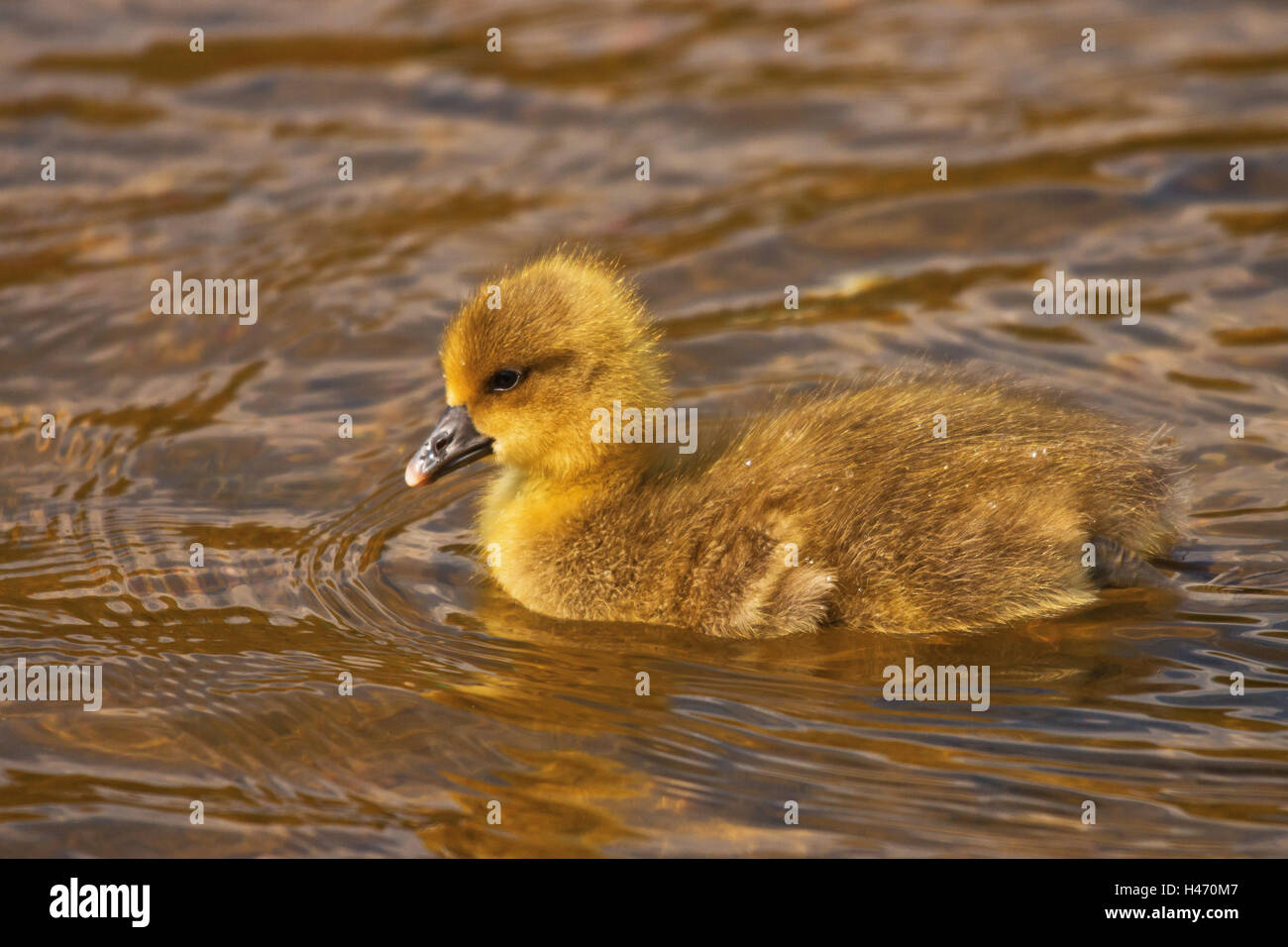 Chick a greylag goose Stock Photo - Alamy