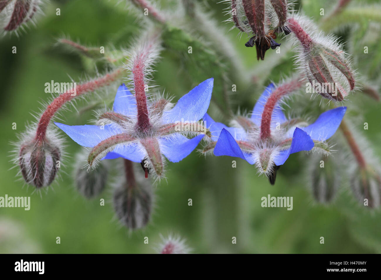 Borage blossoms, close-up Stock Photo - Alamy