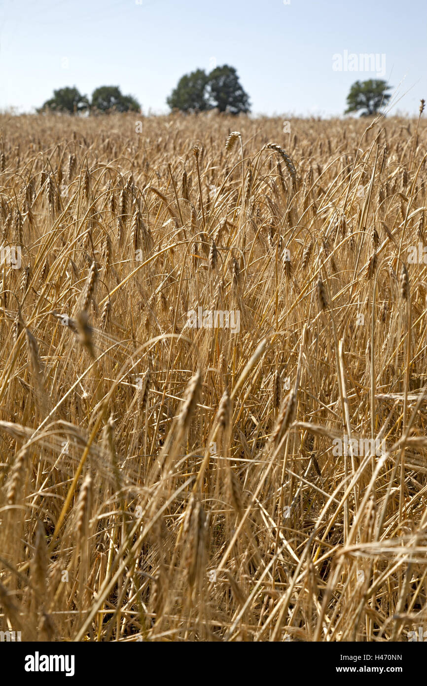 Nature, grain field, agriculture Stock Photo - Alamy