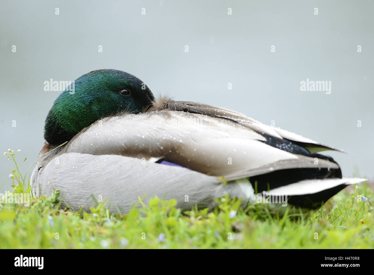 Mallard, Anas platyrhynchos, drake, shore, side view, lying, sleeping ...