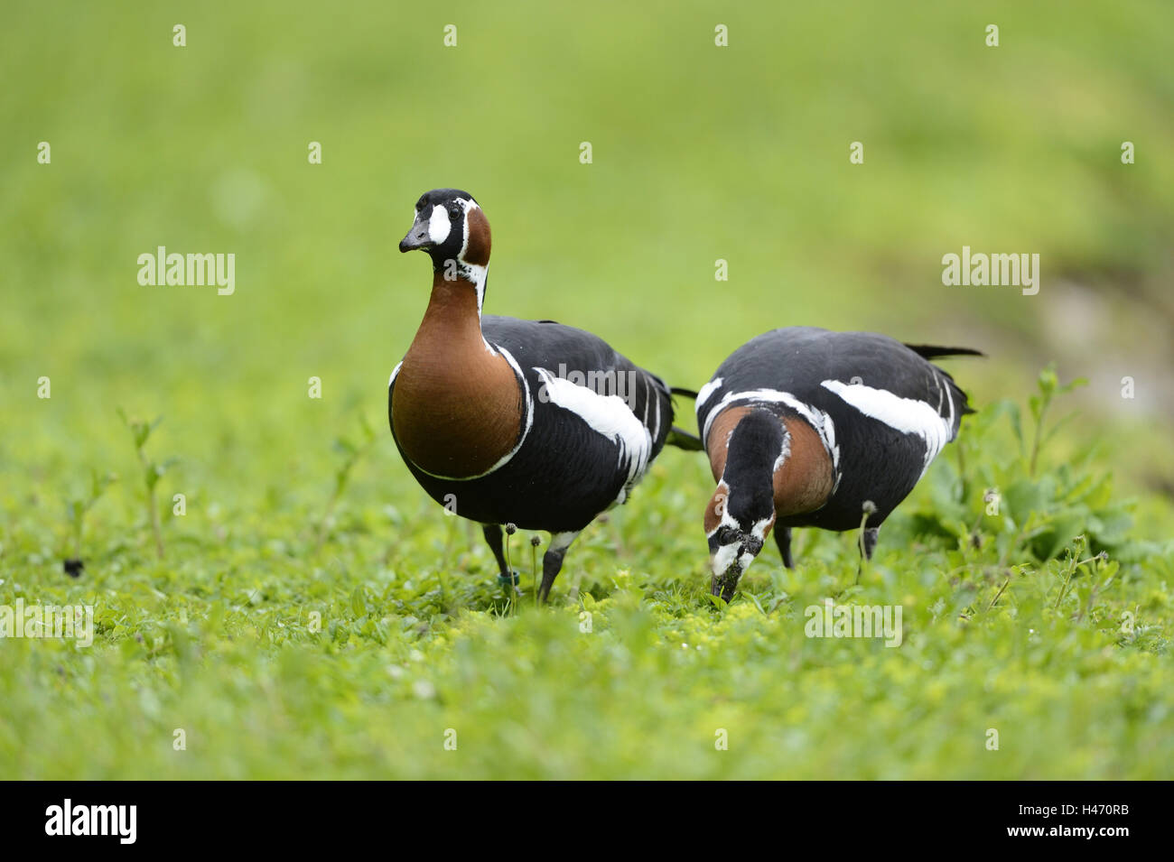Red-breasted geese, Branta ruficollis, meadow, front view, standing ...