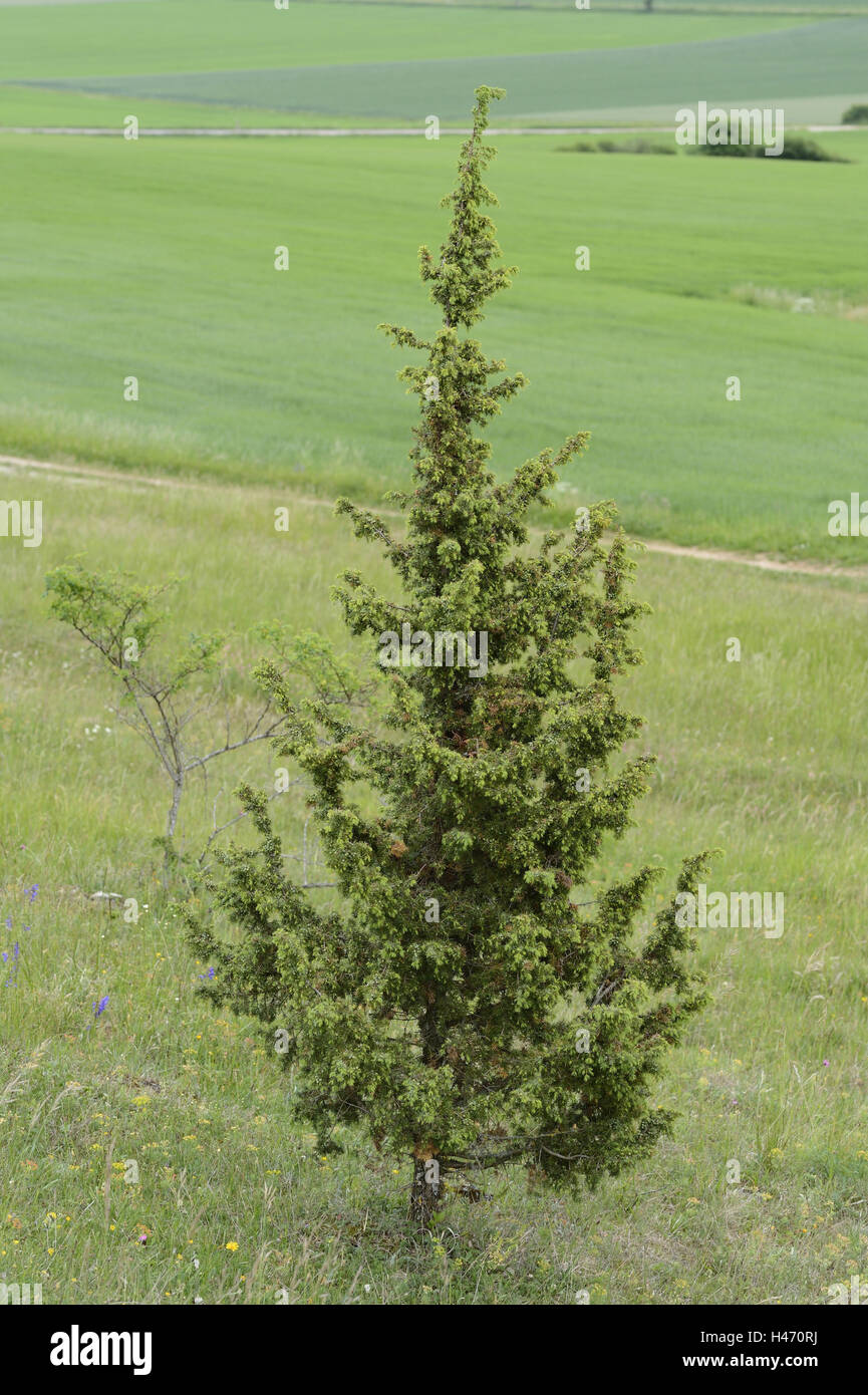 Common juniper, Juniperus communis, shrub Stock Photo - Alamy
