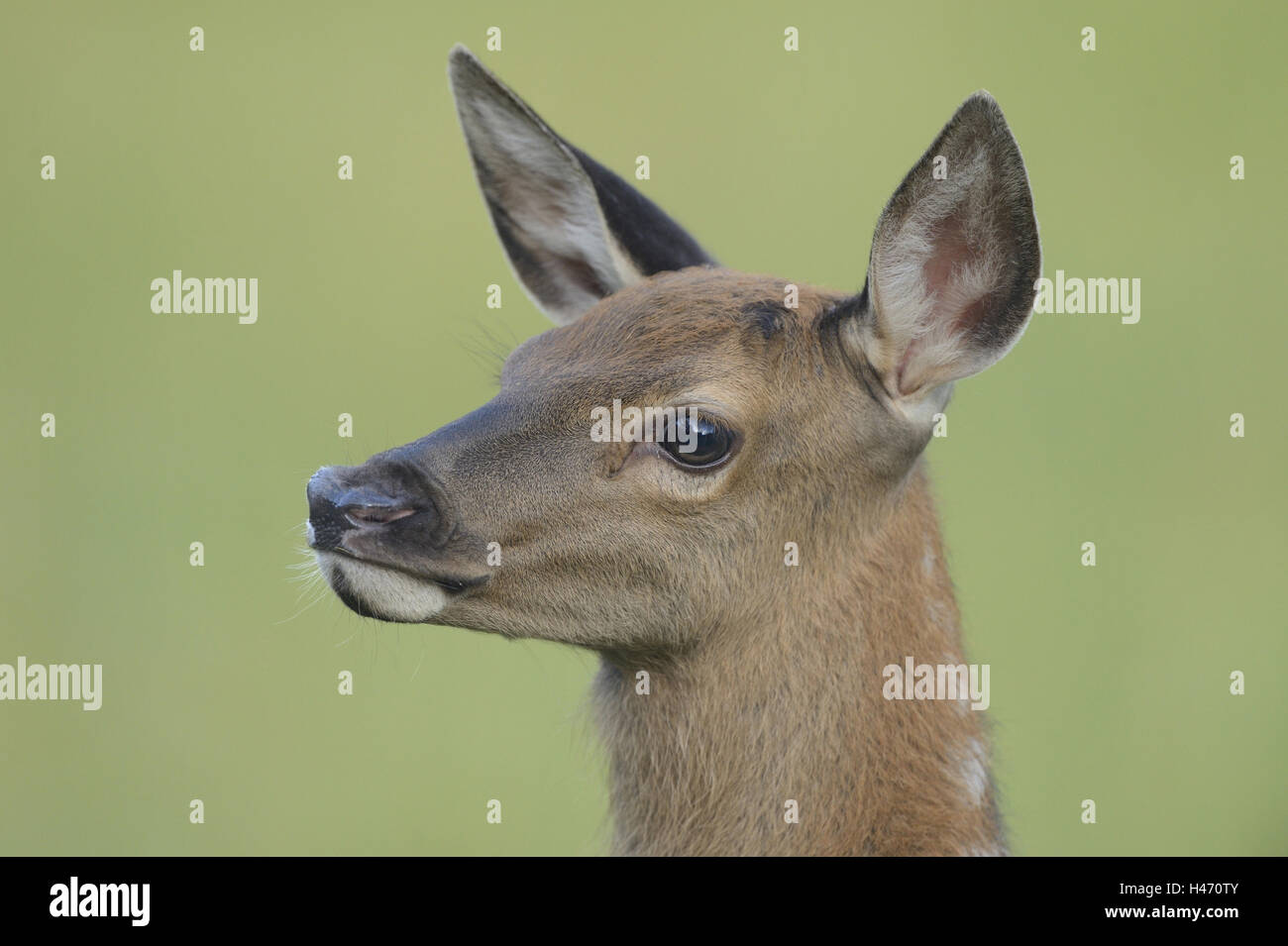 Kitz portrait hi-res stock photography and images - Alamy