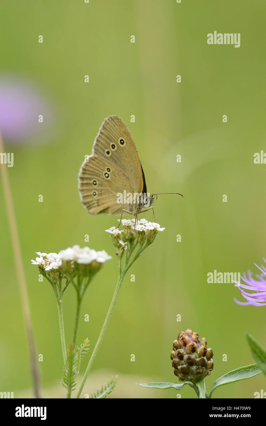 Ringlet, Erebia, common yarrow, Achillea millefolium, side view ...