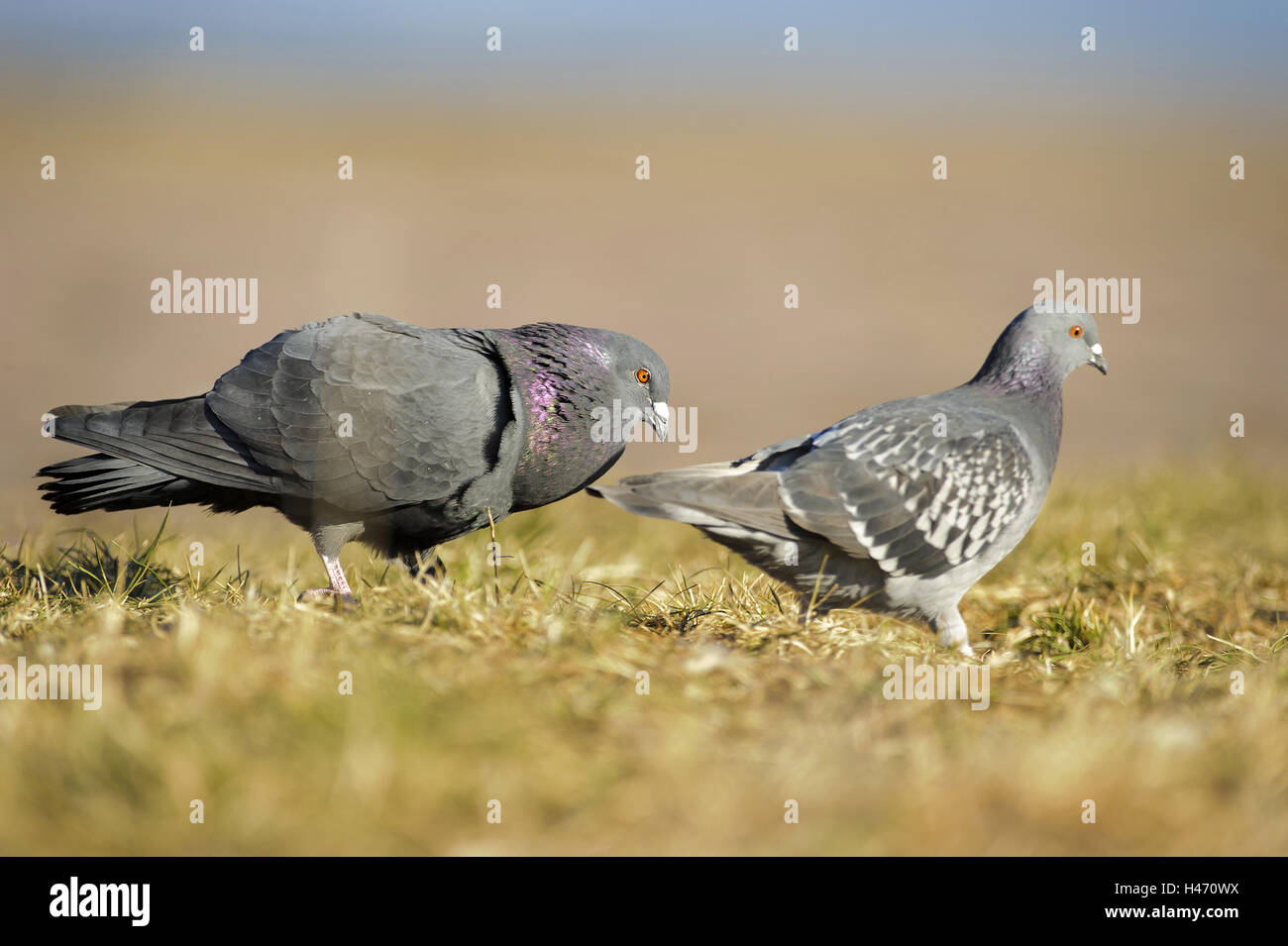 Town pigeons, courtship display Stock Photo - Alamy