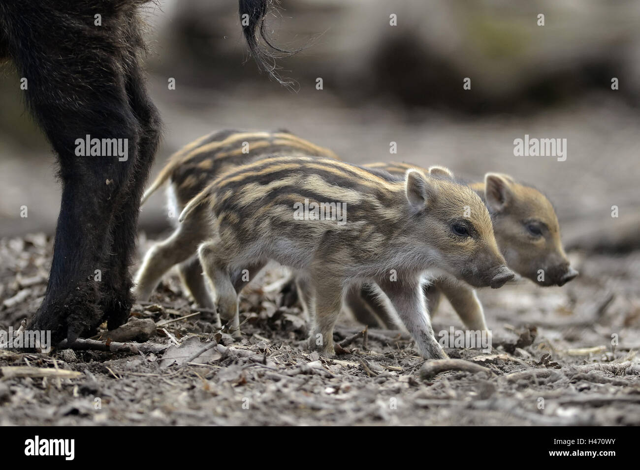 Wild boars foot hi-res stock photography and images - Alamy