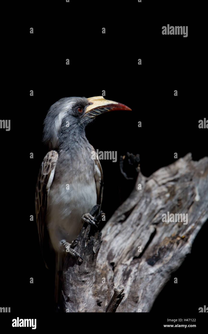 Tokos hi-res stock photography and images - Alamy