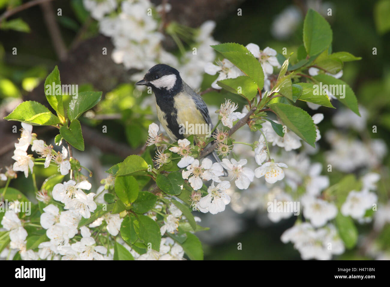 Great tit, Parus major Stock Photo - Alamy