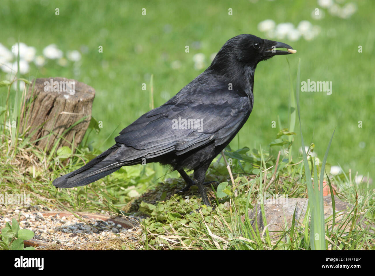 Raven crow hi-res stock photography and images - Alamy