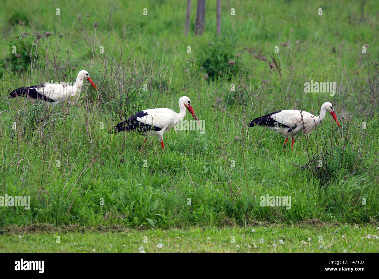 White storks, meadow Stock Photo - Alamy