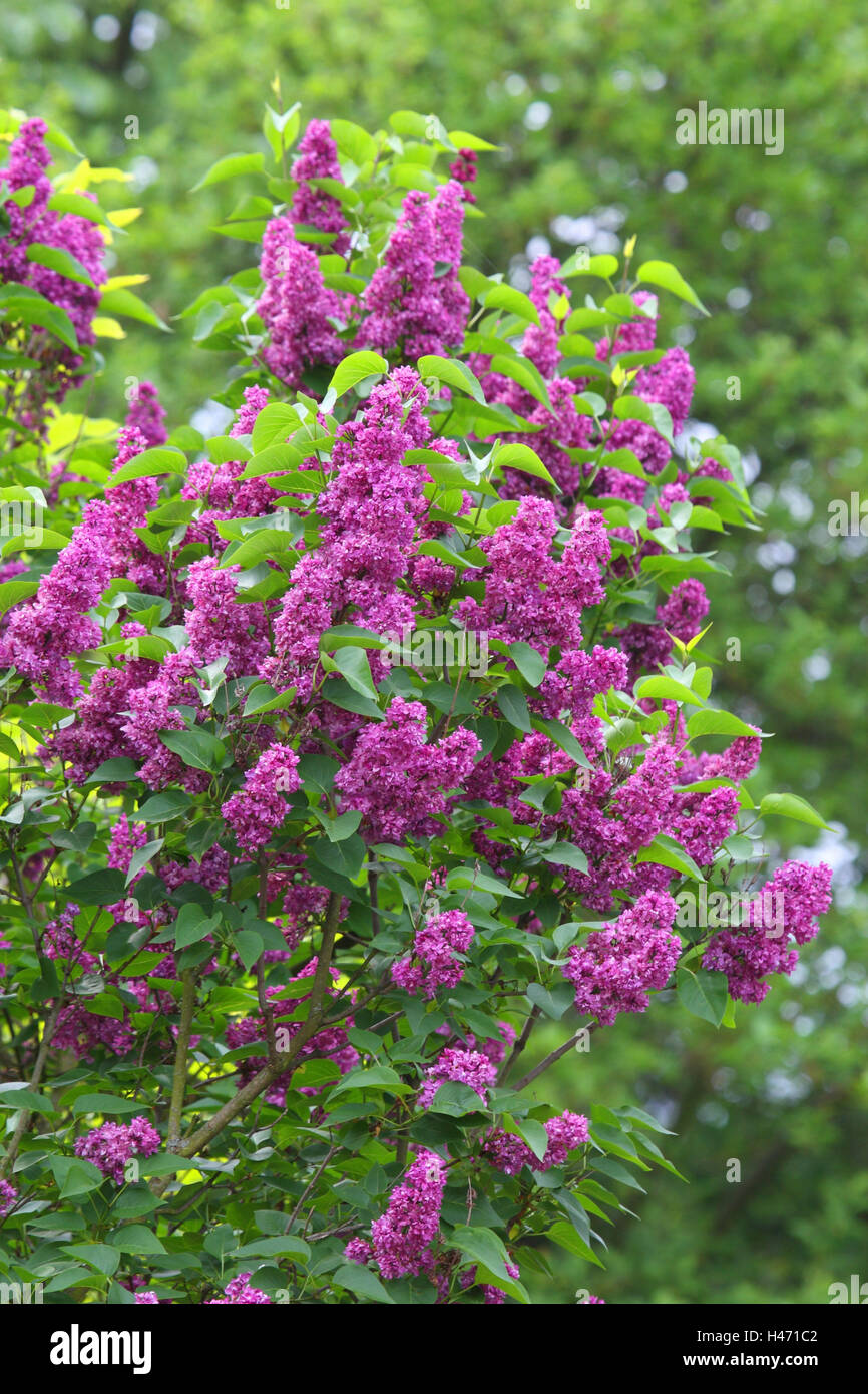 Syringa vulgaris hi-res stock photography and images - Alamy