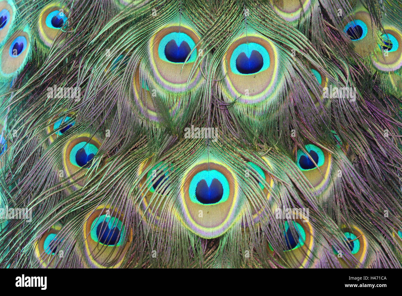 Peacock, Pavo cristatus, feathers, medium close-up Stock Photo - Alamy