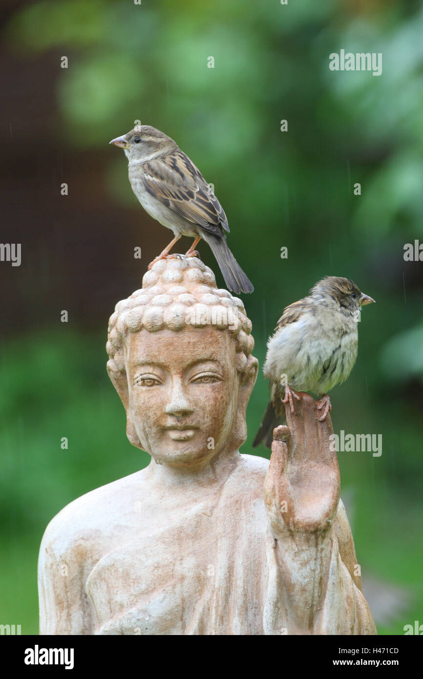 House sparrows on garden figure Stock Photo - Alamy