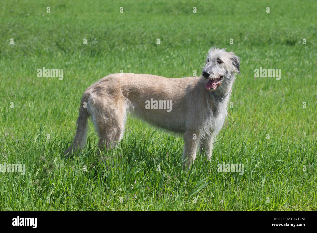 Irish alsatian hi-res stock photography and images - Alamy