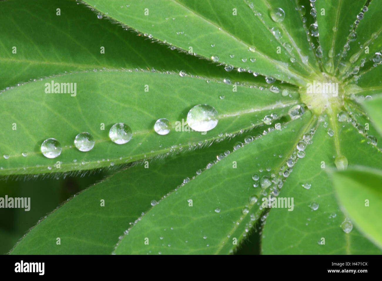 Lupin leaves hi-res stock photography and images - Alamy