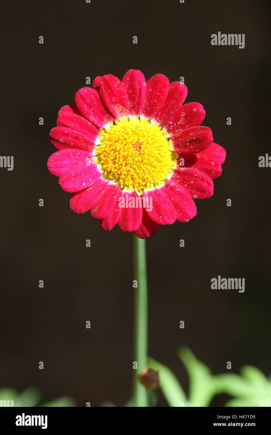 Margerite hi-res stock photography and images - Alamy