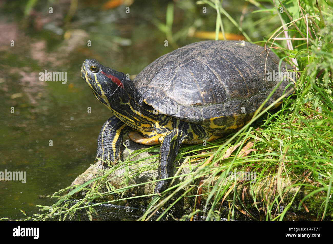 Ornamental tortoise, Chrysemys scripta Stock Photo - Alamy