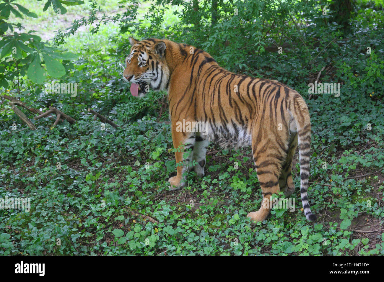 Siberian tiger, Panthera tigris altaica Stock Photo - Alamy