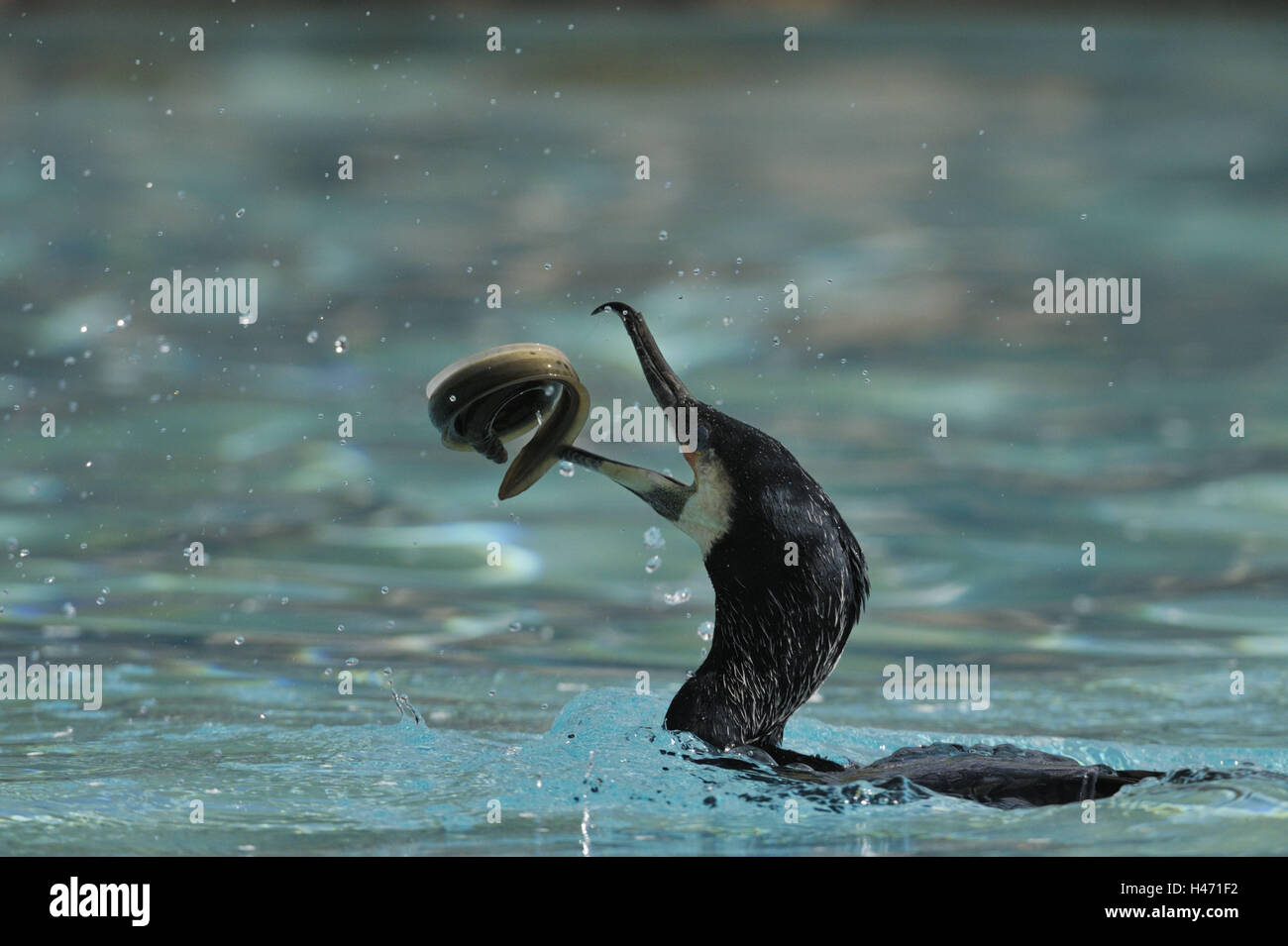 Cormorant, Phalacrocorax carbo, prey, fish Stock Photo - Alamy