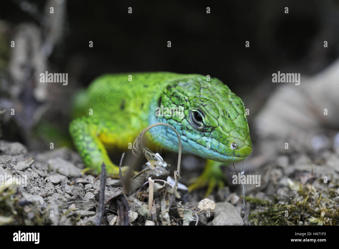 European green lizard, Lacerta viridis Stock Photo - Alamy