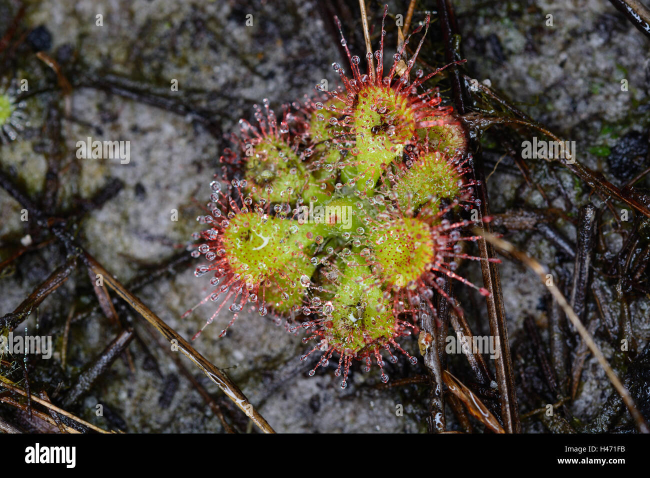 Drosera burmannii Vahl plants Stock Photo - Alamy