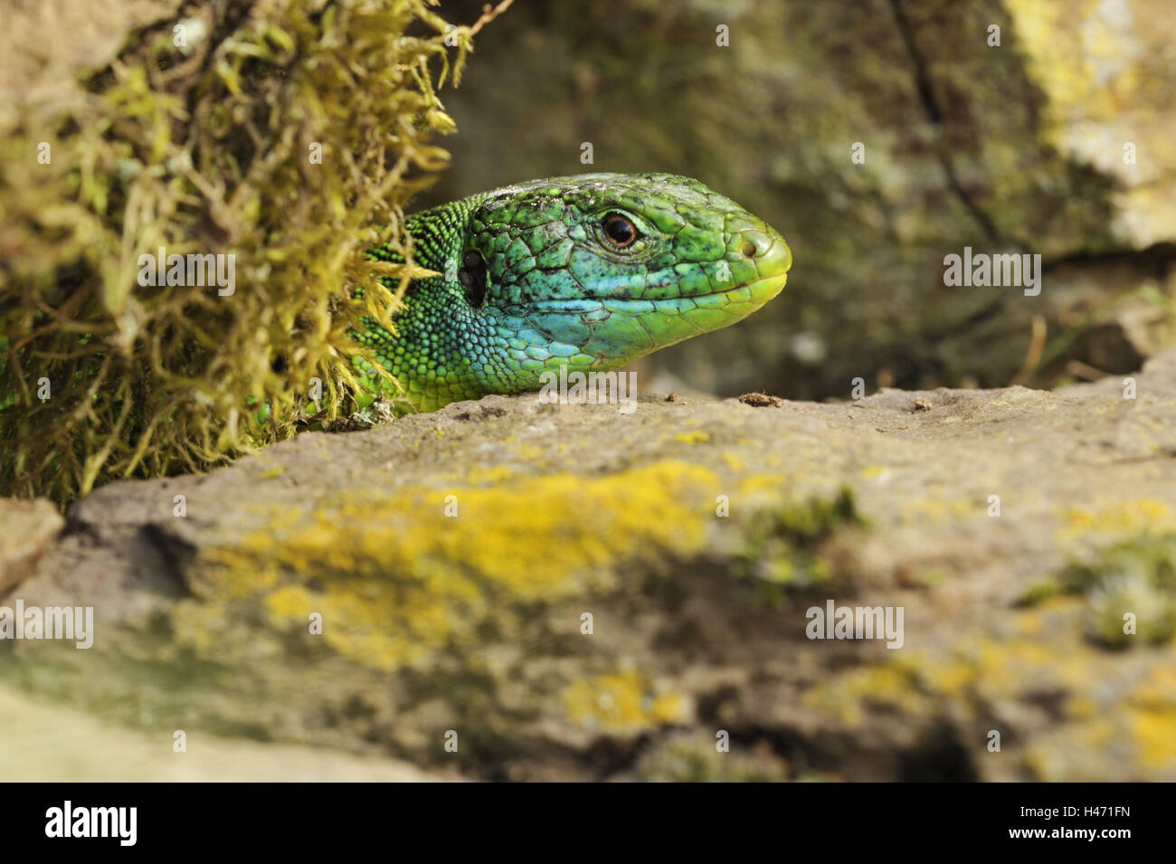 European green lizard, Lacerta viridis Stock Photo - Alamy