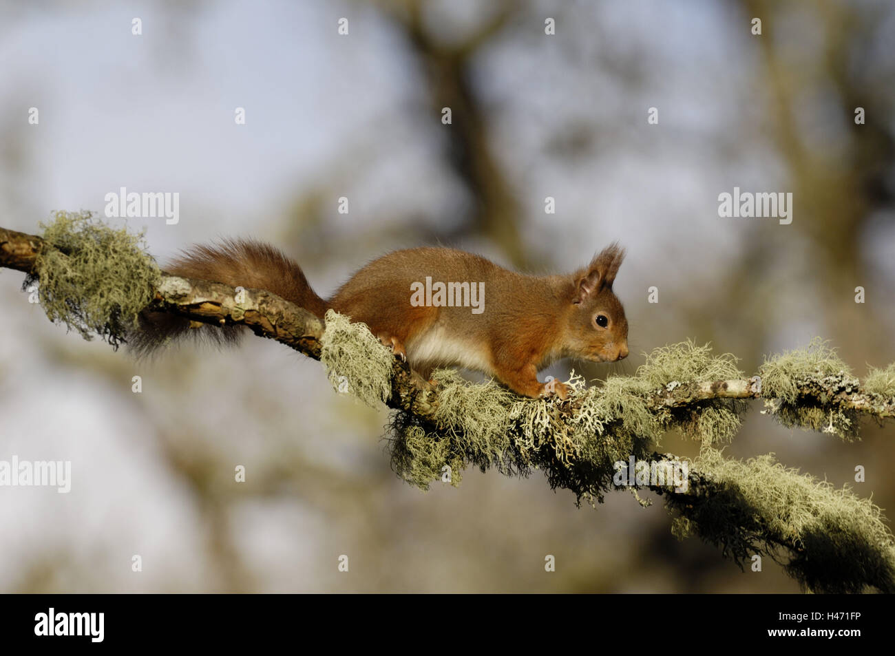 Red squirrel, Sciurus vulgaris, branch Stock Photo - Alamy