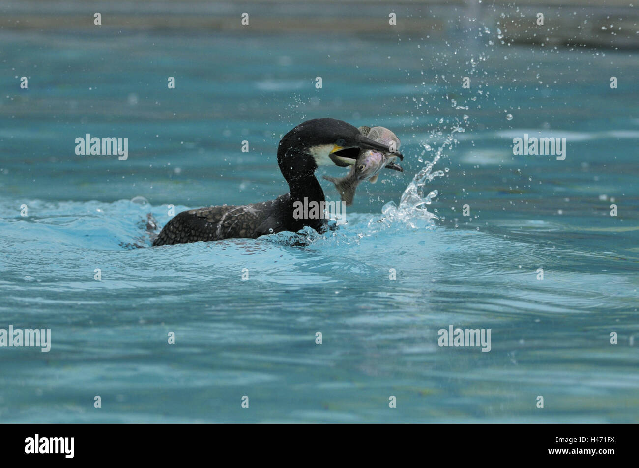 Cormorant, Phalacrocorax carbo, prey, fish Stock Photo - Alamy