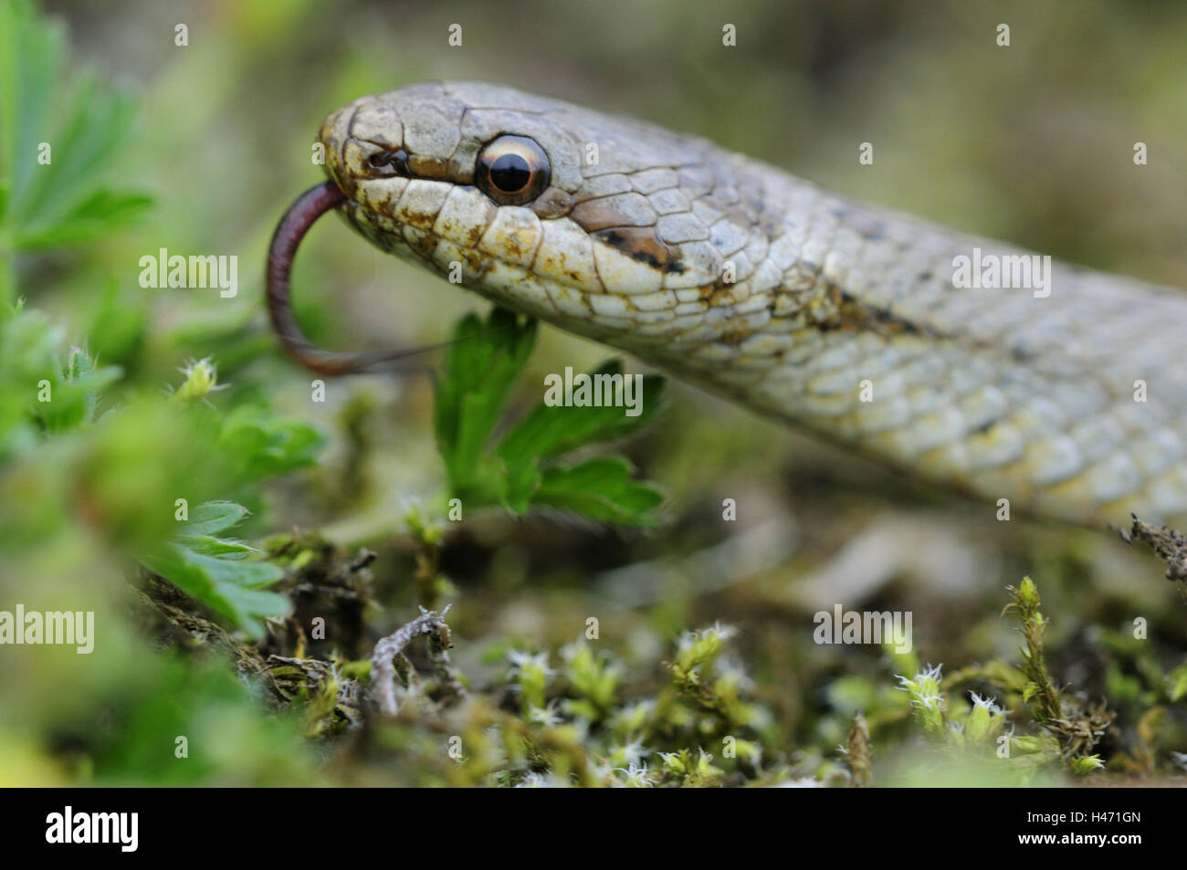 Smooth snakes hi-res stock photography and images - Alamy