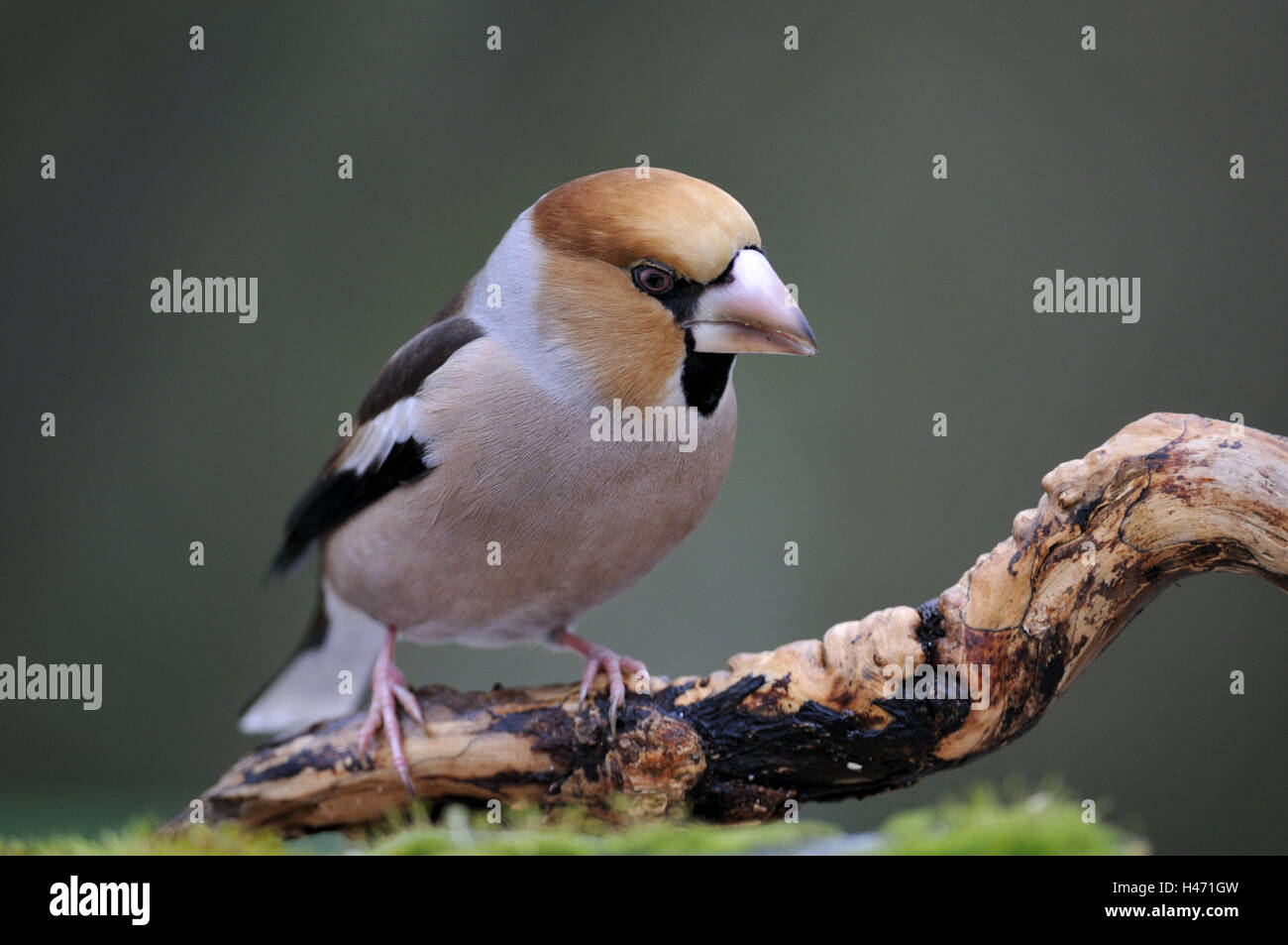 Hawfinch coccothraustes coccothraustes hi-res stock photography and ...
