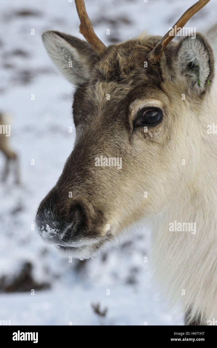 Close up reindeer hi-res stock photography and images - Alamy