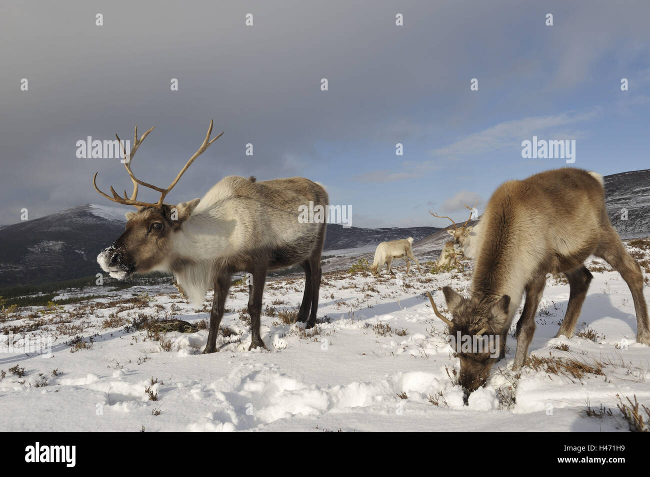 Reindeers, Rangifer tarandus Stock Photo - Alamy