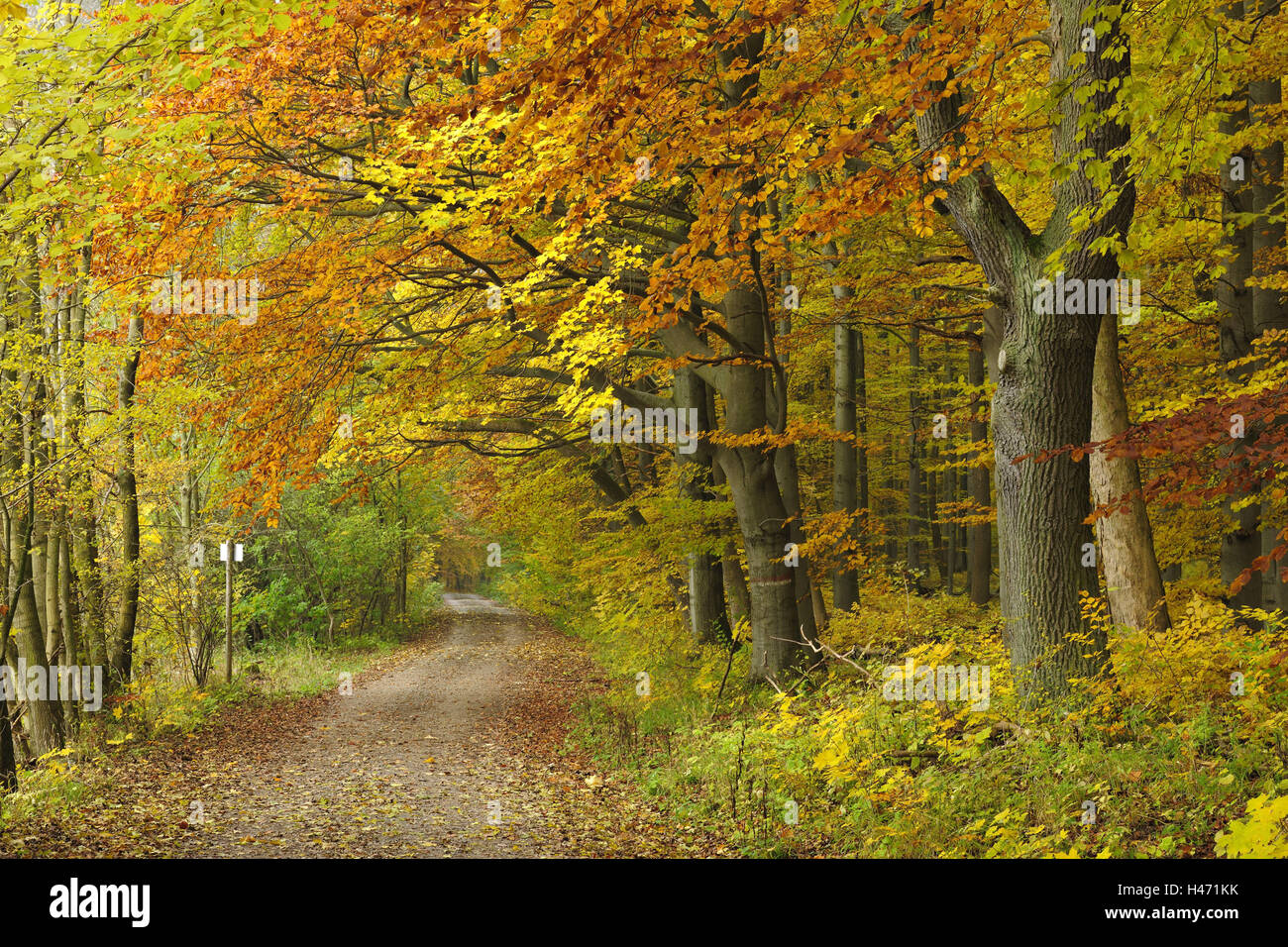 Germany, Thuringia, National Park Hainich, forest path in autumn Stock ...